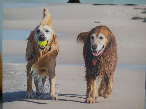 Dog Friendly Beach House For Rent | Seadog Beach House
