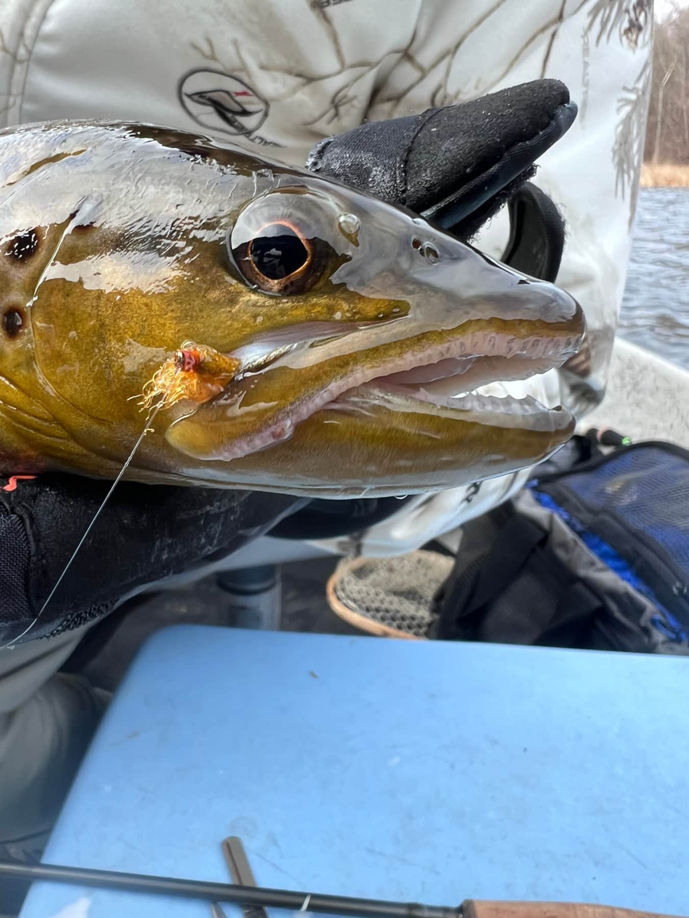 South Holston River Fly Fishing Photos | Tailwaters Lodge