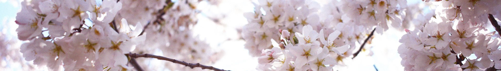 Spring Guide to Shenandoah National Park