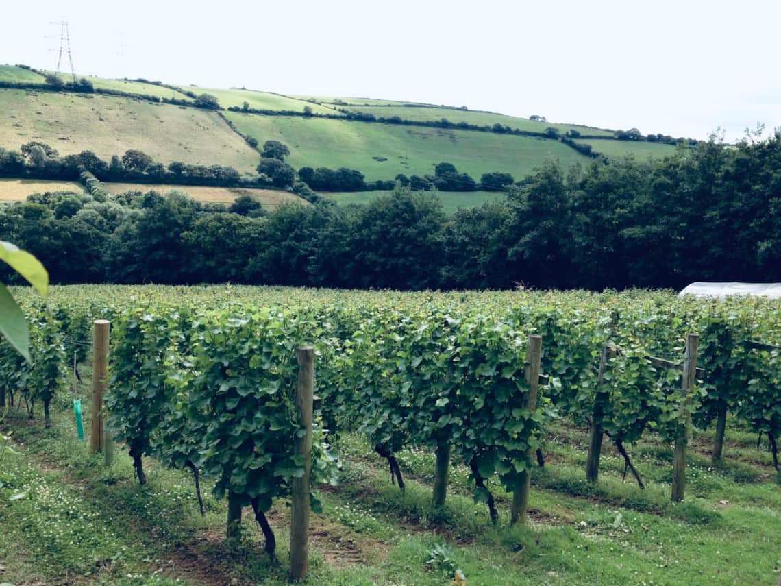 Camel Valley Wine - Poachers Pocket Cornwall - Boutique Holiday Cottage