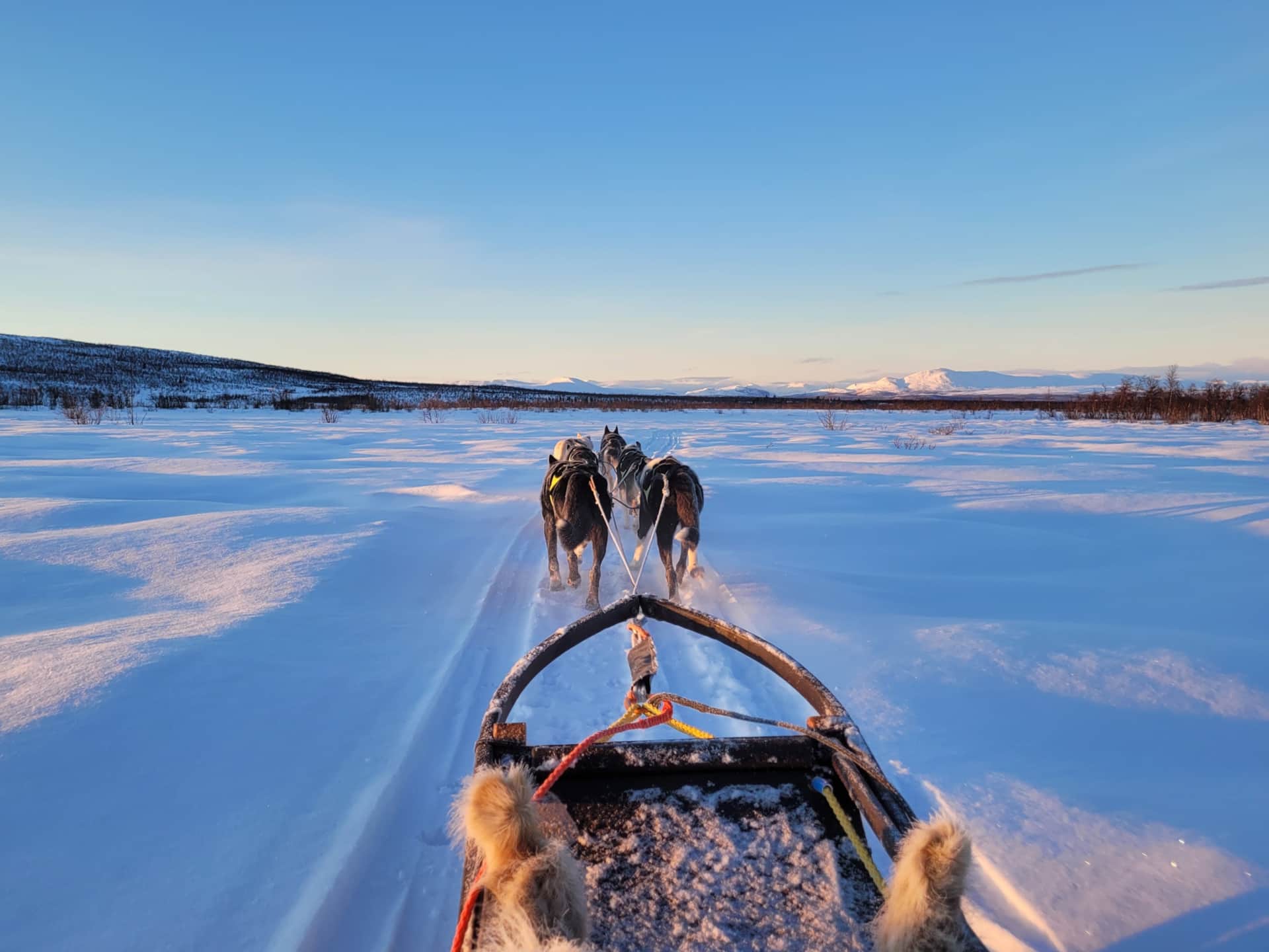 Husky Dreams Kiruna - dog sledding and northern lights