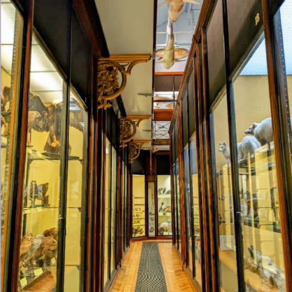 Natural History Museum, Tring | Chiltern Canal Boat Holidays