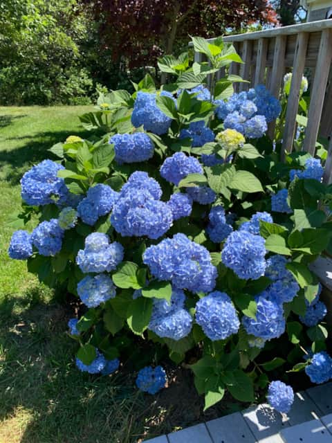 Summer Breeze Cape Cod