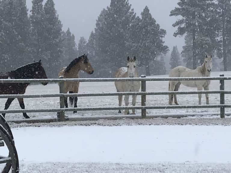 Home [www.bitterrootriverranch.com]