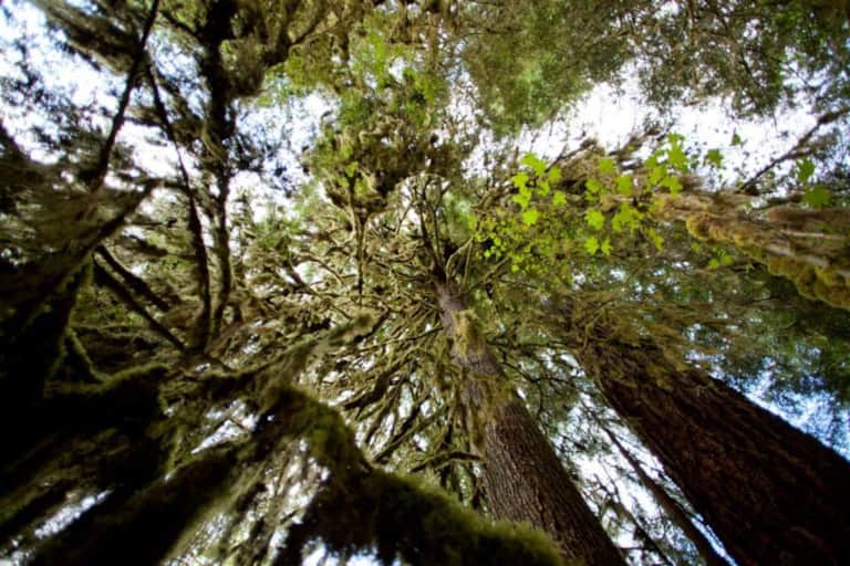 Home [www.robinhoodvillageresort.com]