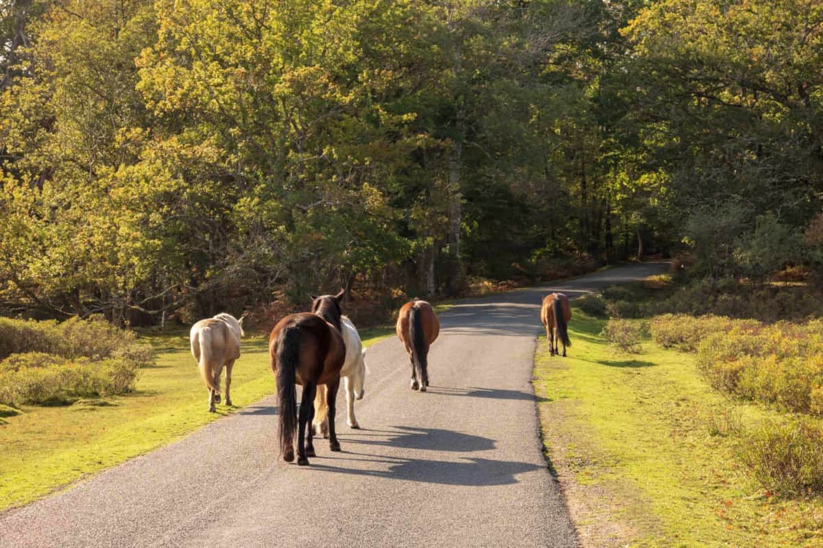 The New Forest National Park - History and Wildlife