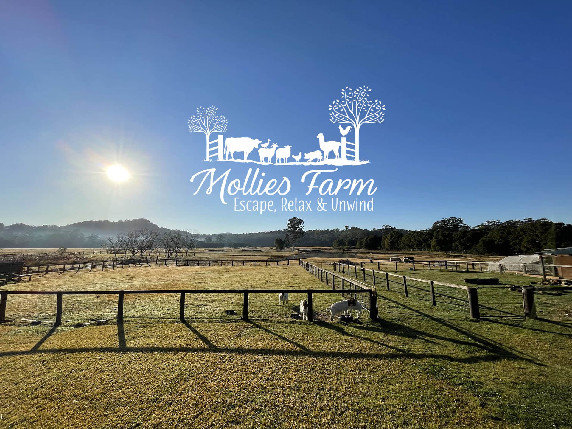 Home [molliesfarm.com]
