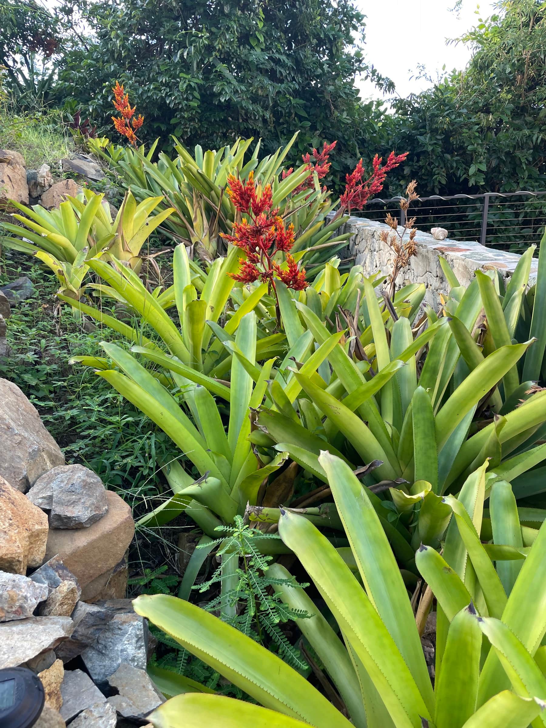 Home [www.flamingogardensusvi.com]