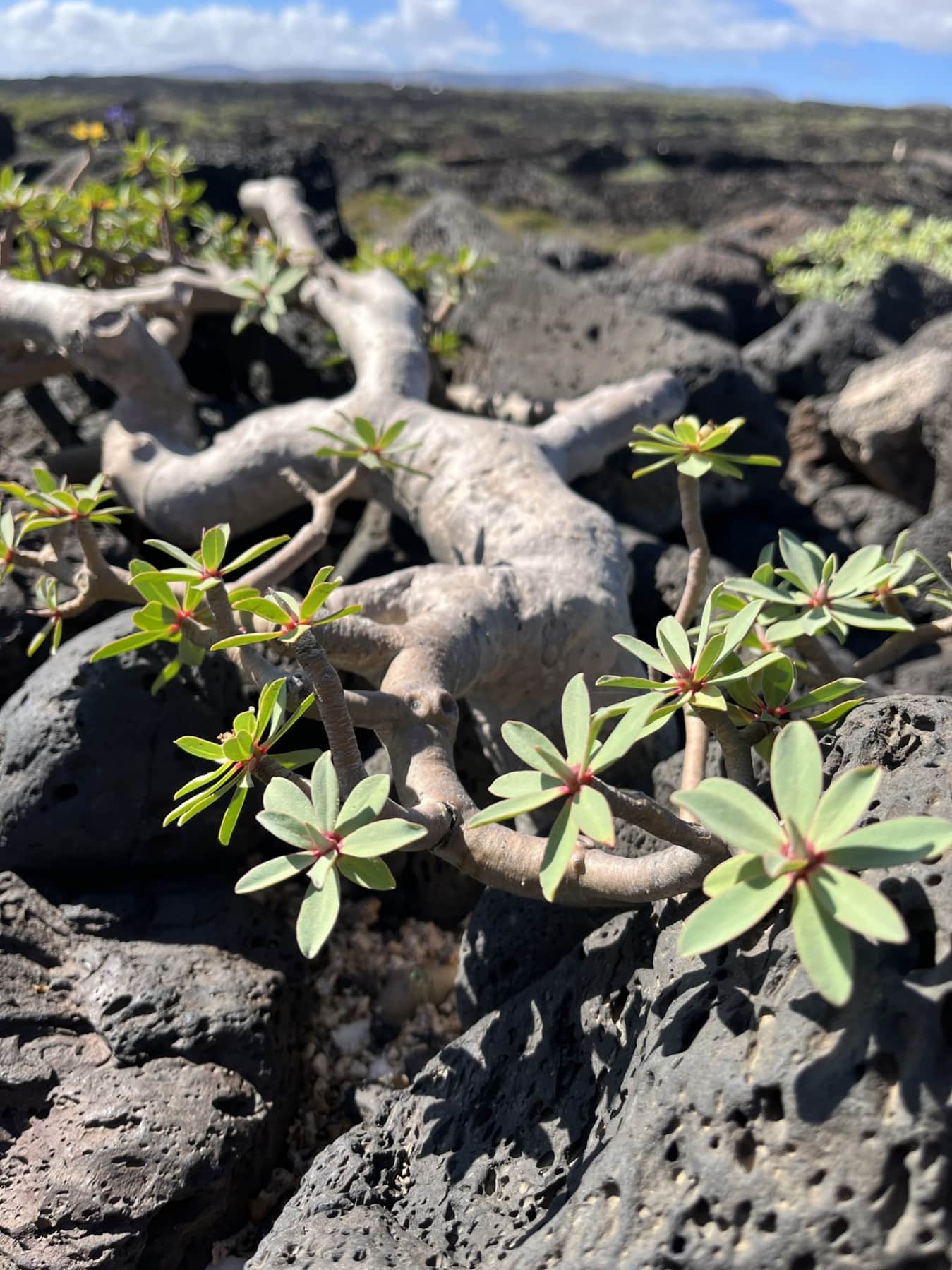 welcome to Lucy homes