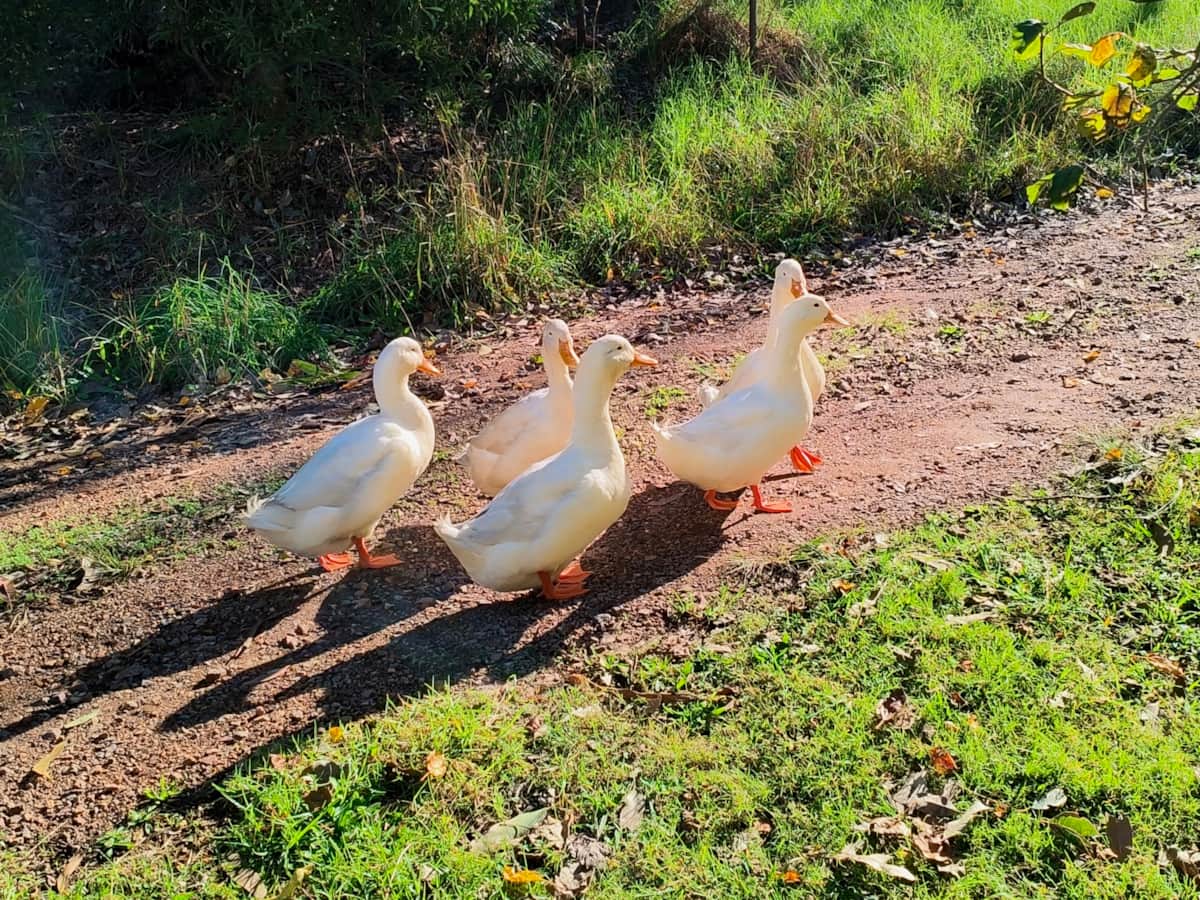 Fossil Bay Lodge - Waiheke Island's Top Glamping Destination