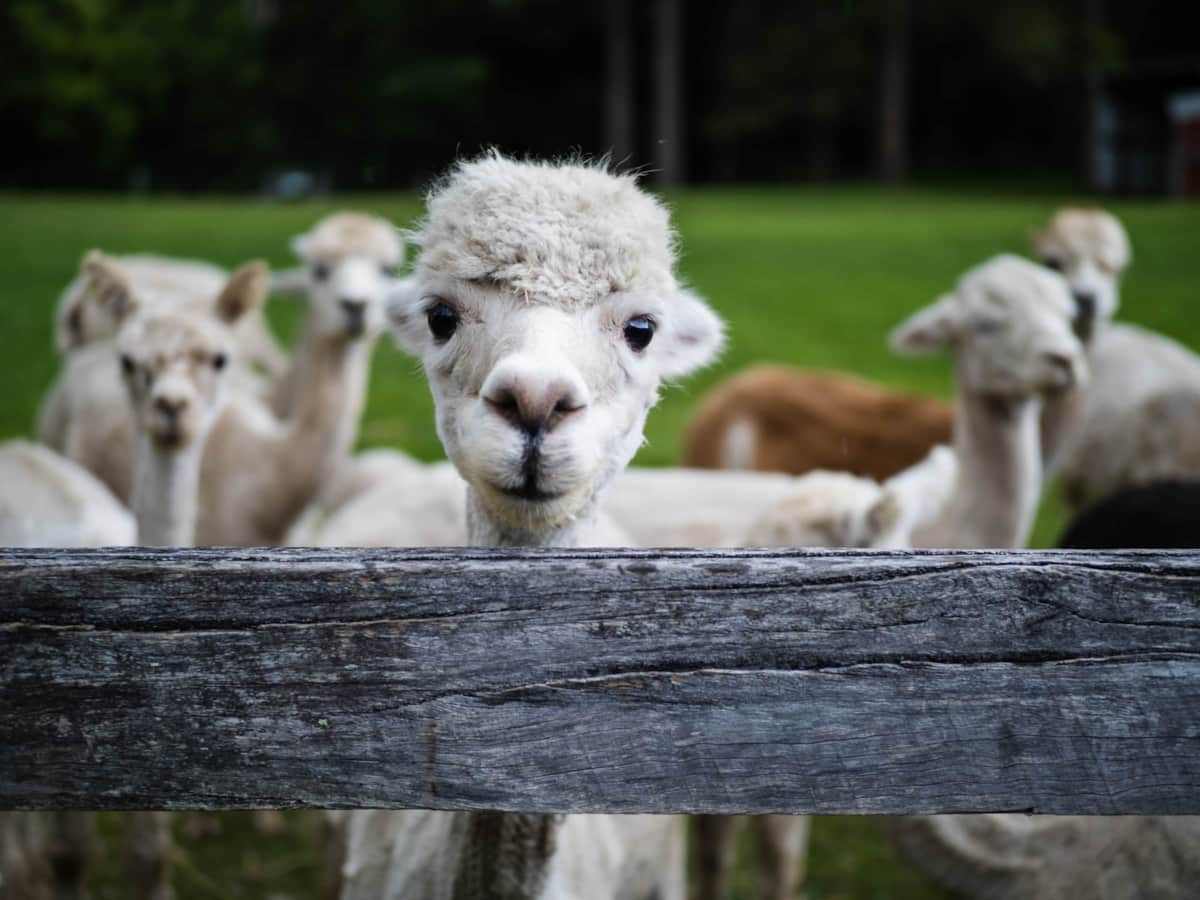 Home [littlevalleyfarm.lodgify.com]