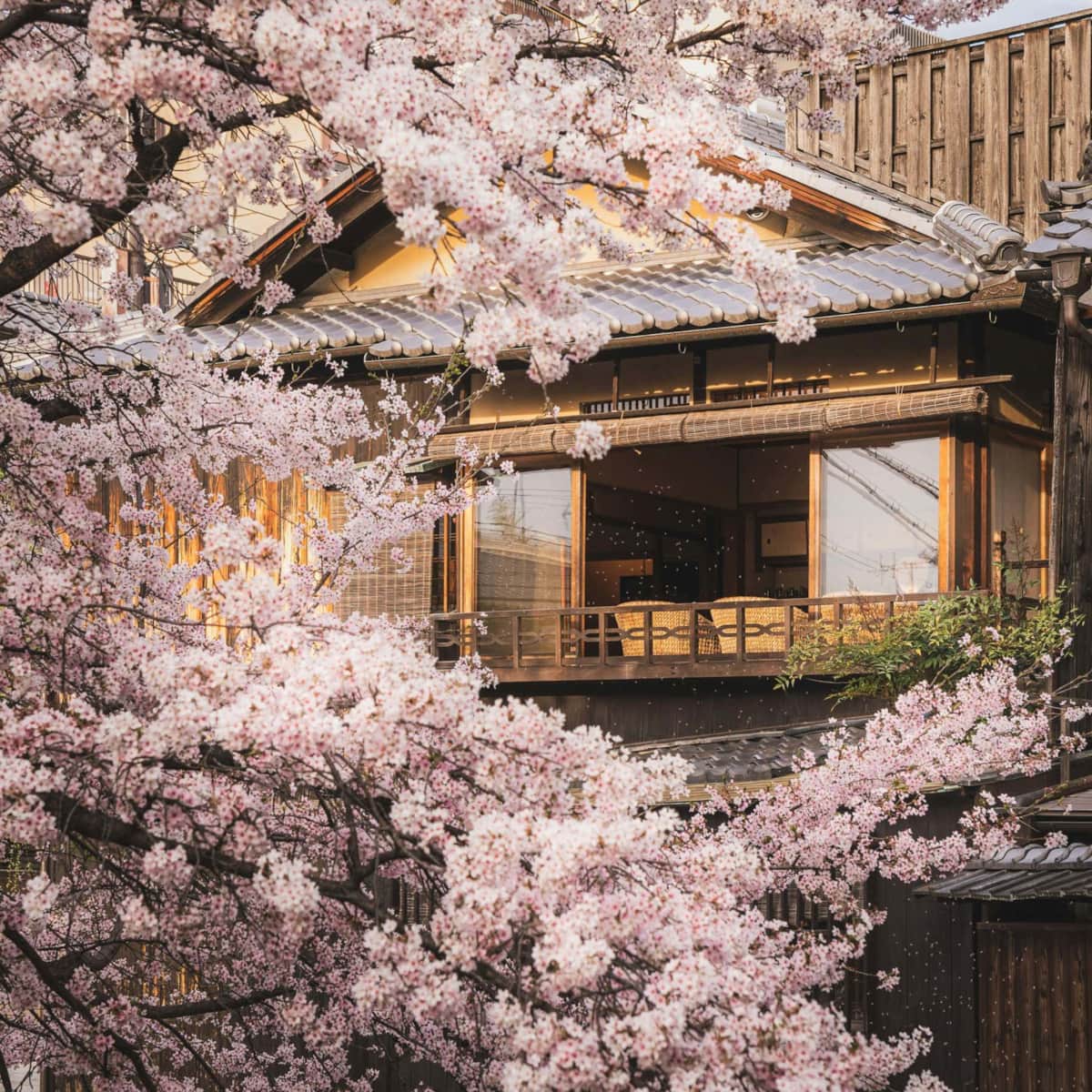 A Family-Friendly Guide to Hanami in Tokyo | Tokyo Family Stays
