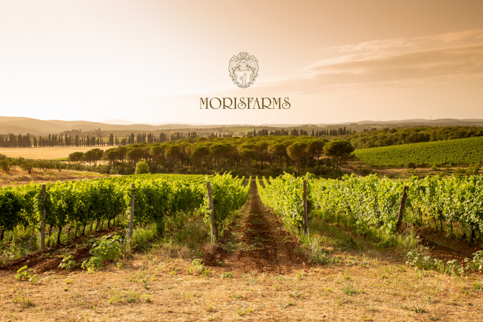 Morisfarms Winery in the Tuscan Maremma