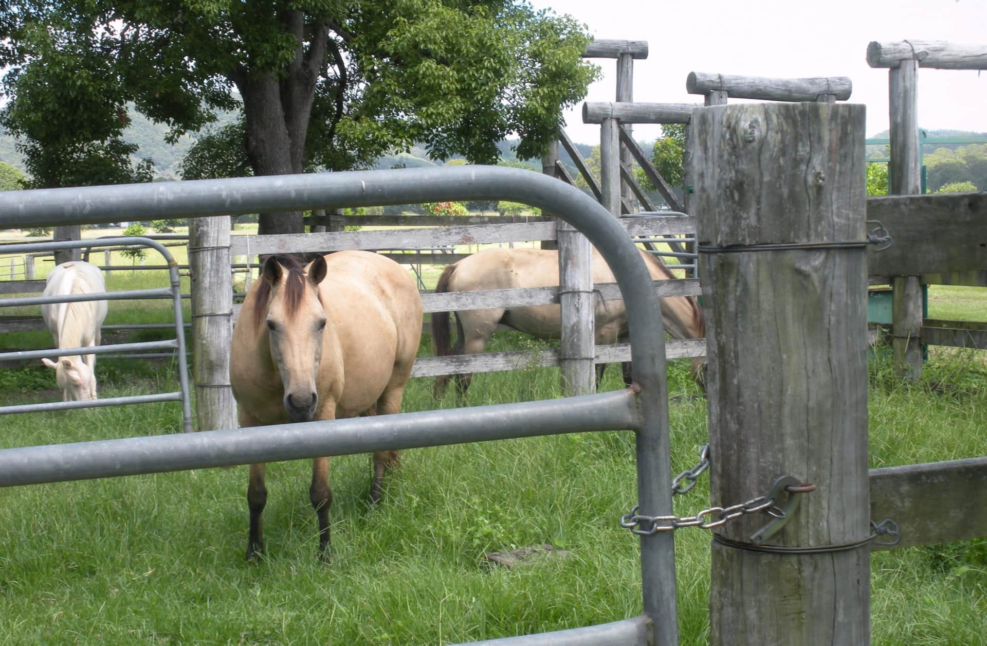 Imbil Bridge Farm and Homestead